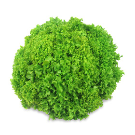 Lattuga Lollo Verde - palofruit